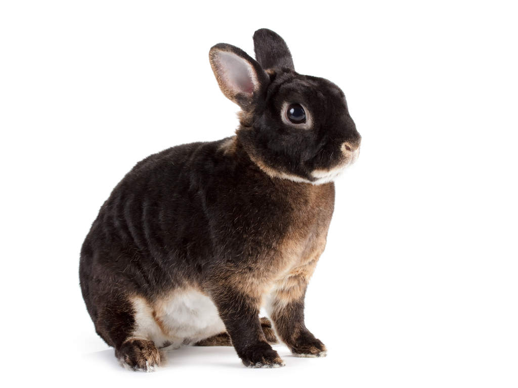 12 Best Rabbit Breeds for Raising Meat - Daily Prepper News